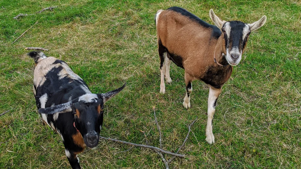 Residents — Ballydídean Farm Sanctuary