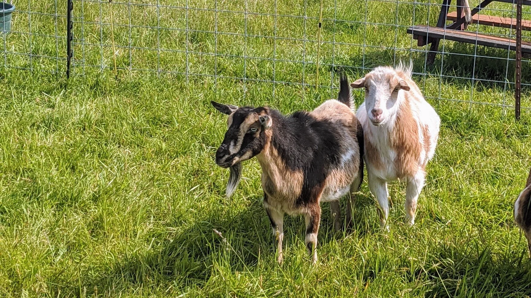 Residents — Ballydídean Farm Sanctuary