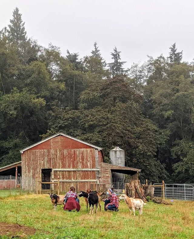 Visit — Ballydídean Farm Sanctuary