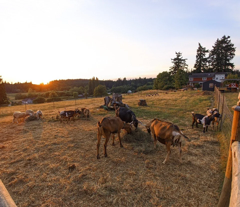 Midsomer — Ballydídean Farm Sanctuary