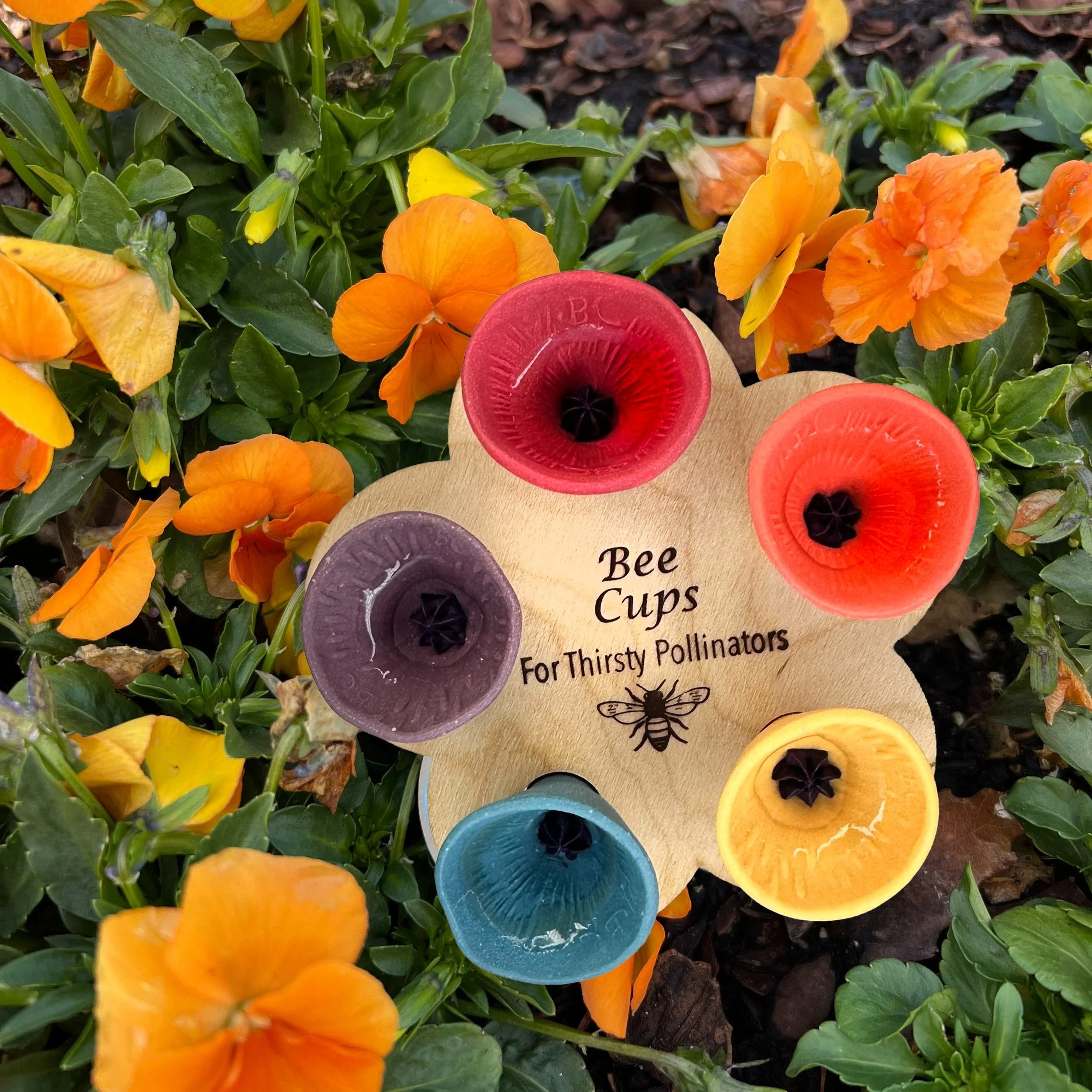 Agave Bee Vision 5-pack — Bee Cups