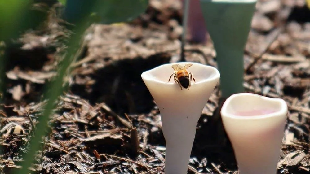 Bee Cups