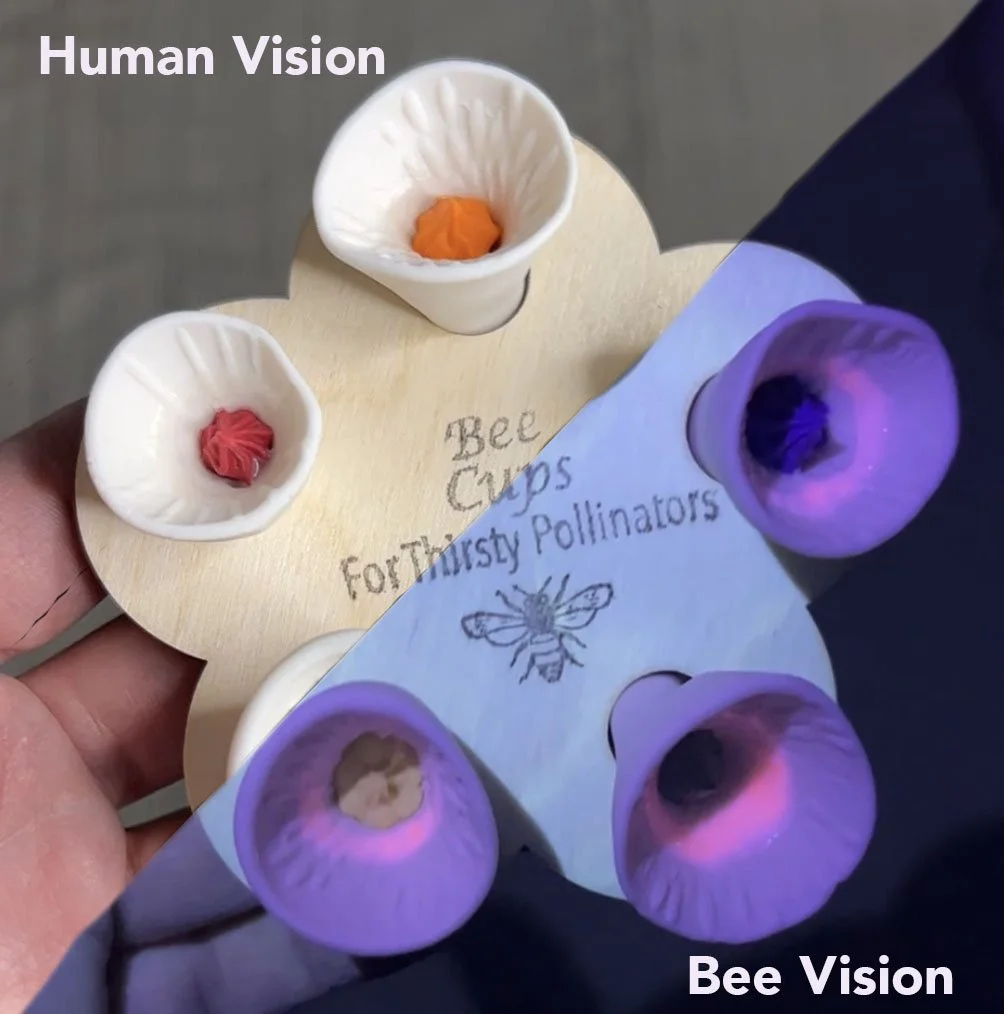 Agave Bee Vision 5-pack — Bee Cups