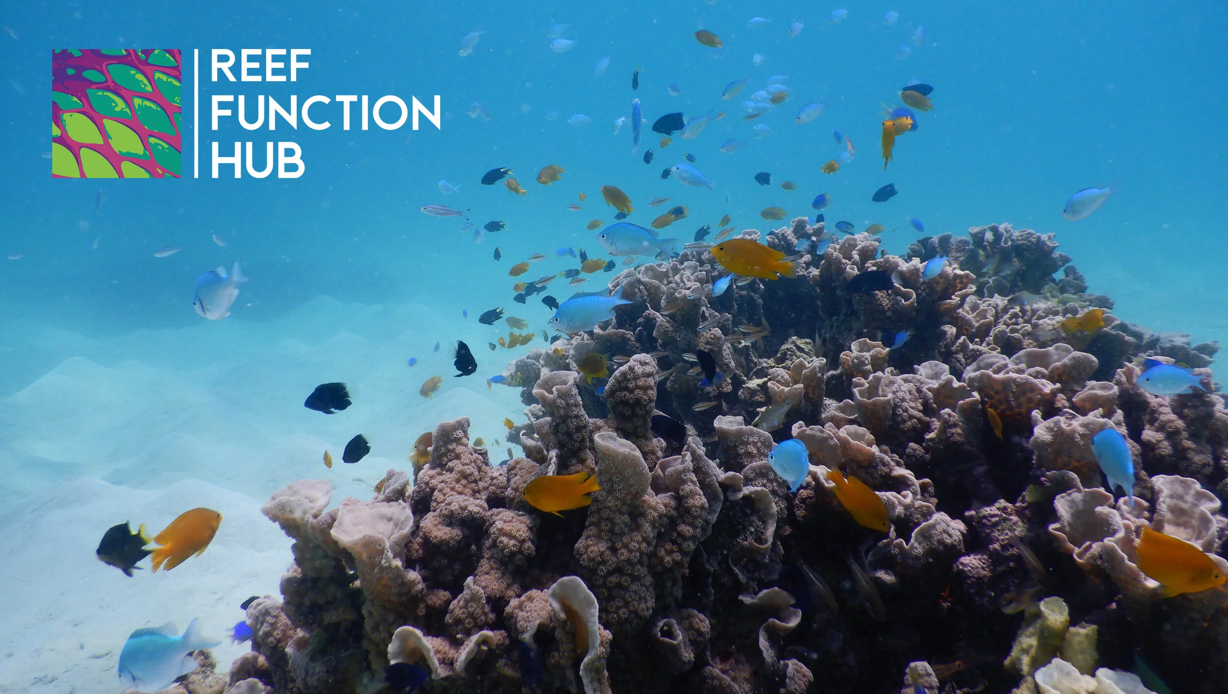 Home - Reef Function Hub