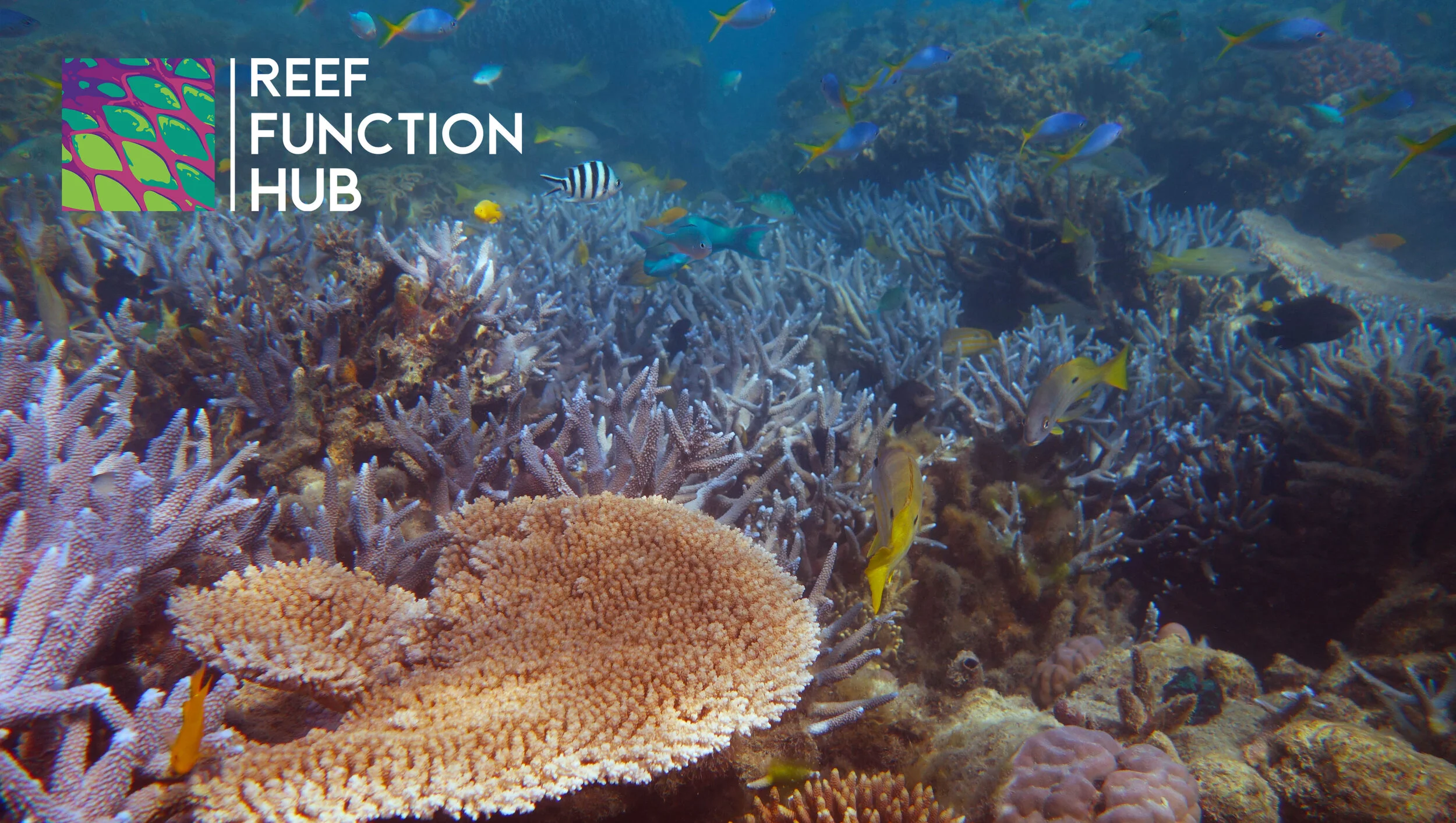 Home - Reef Function Hub