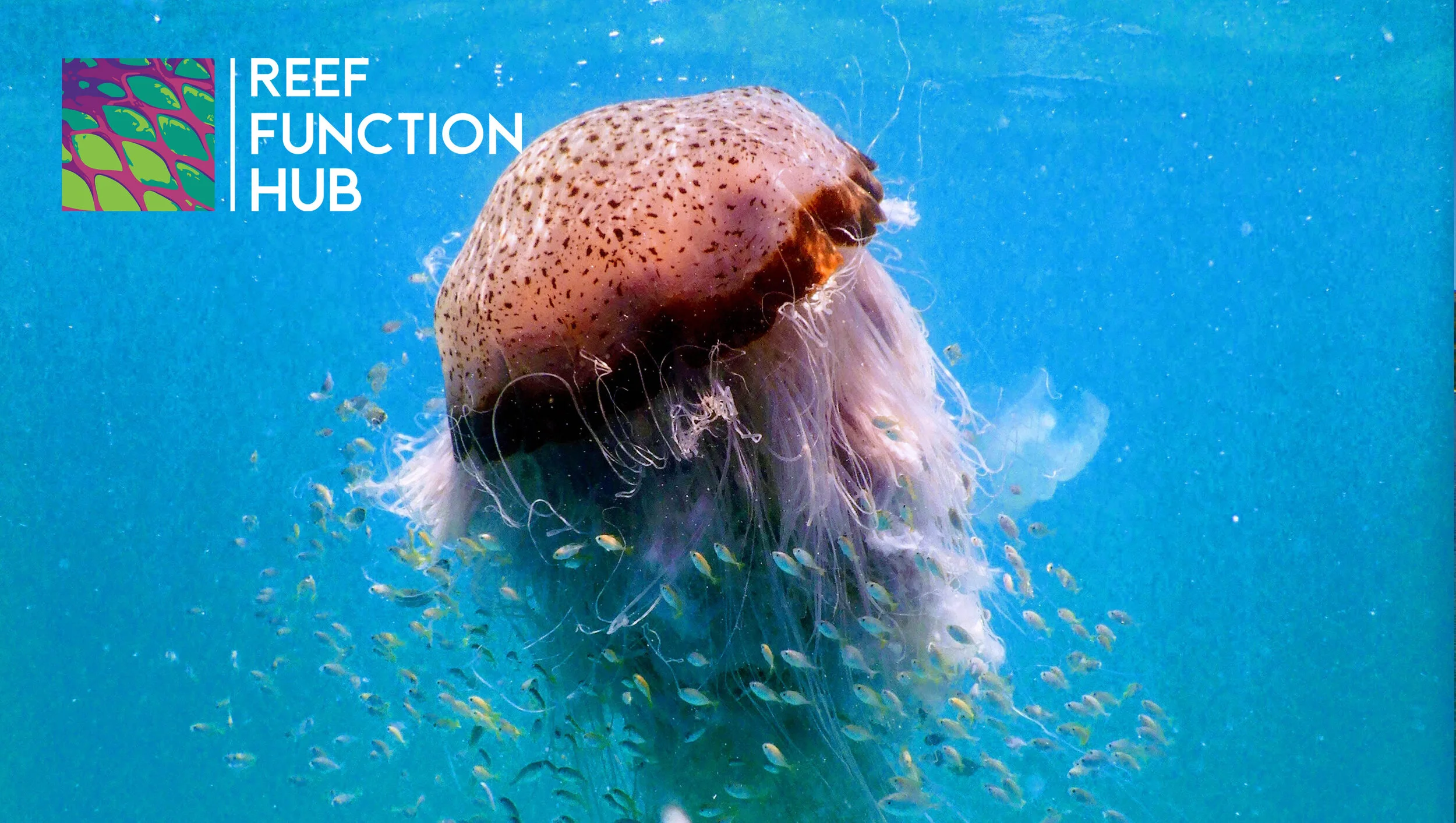 Home - Reef Function Hub