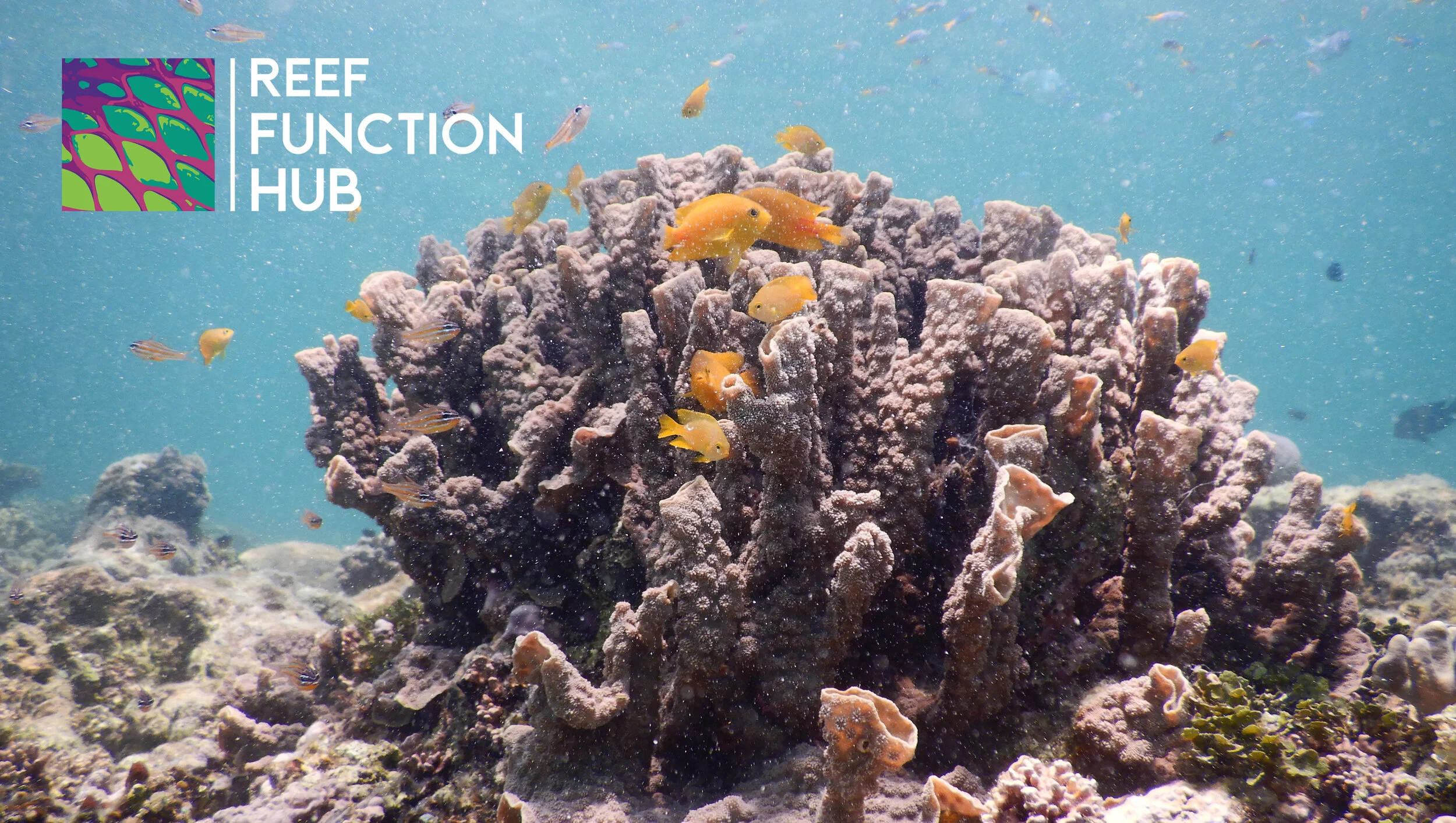 Home - Reef Function Hub