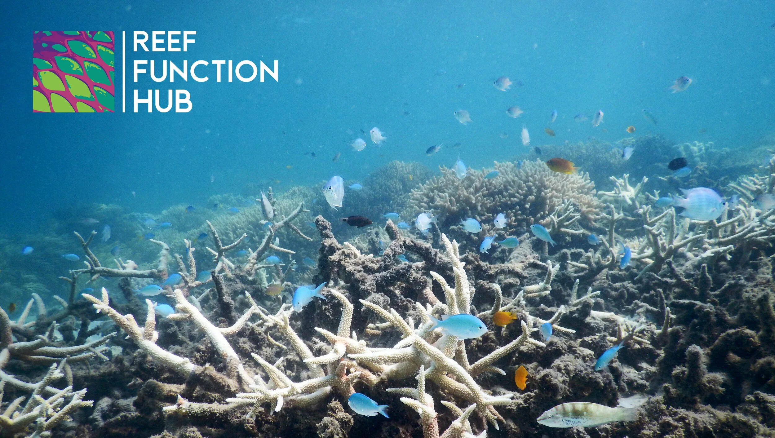 Home - Reef Function Hub