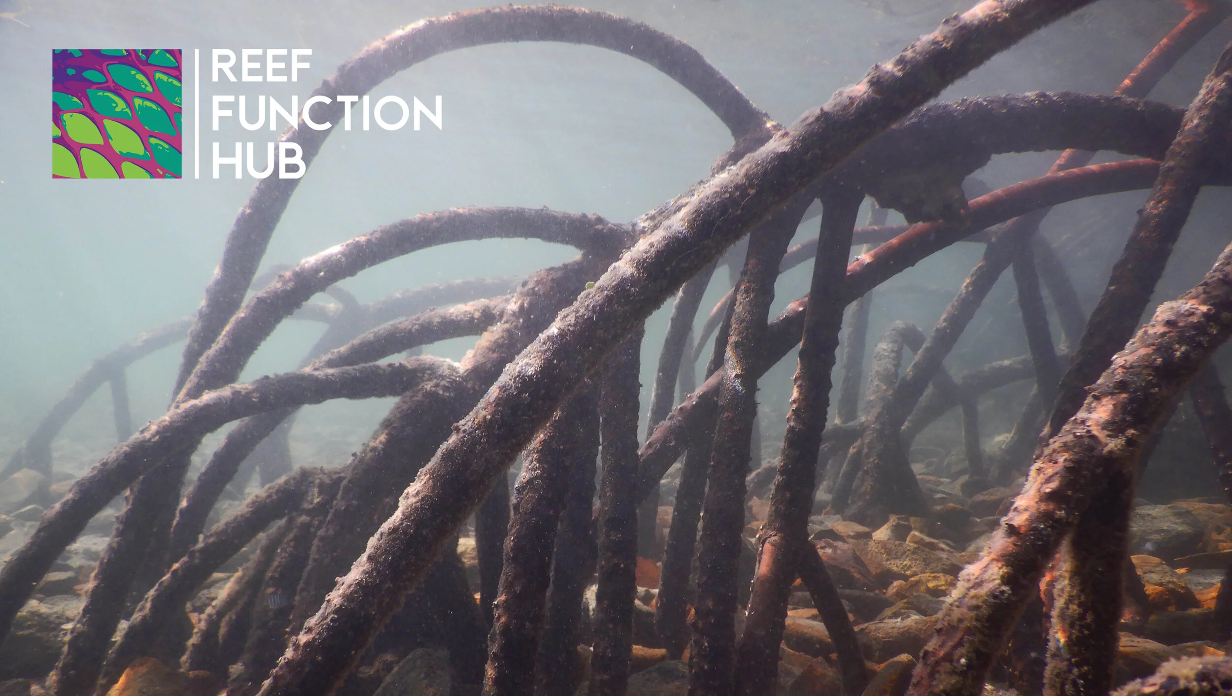 Home - Reef Function Hub