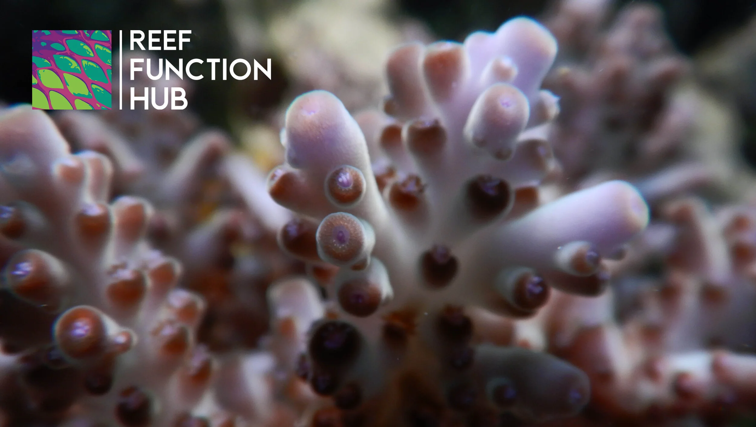 Home - Reef Function Hub