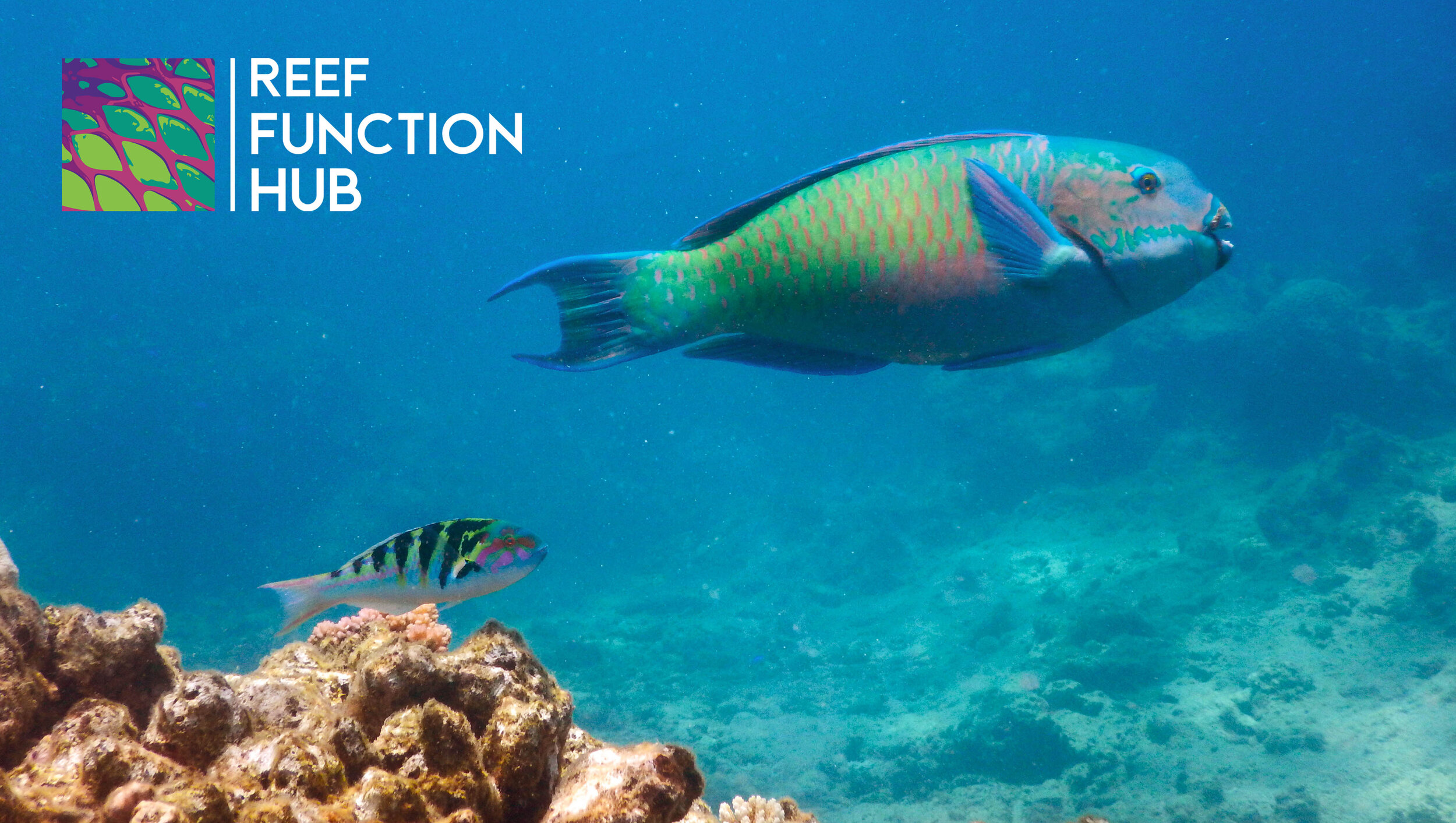 Home - Reef Function Hub