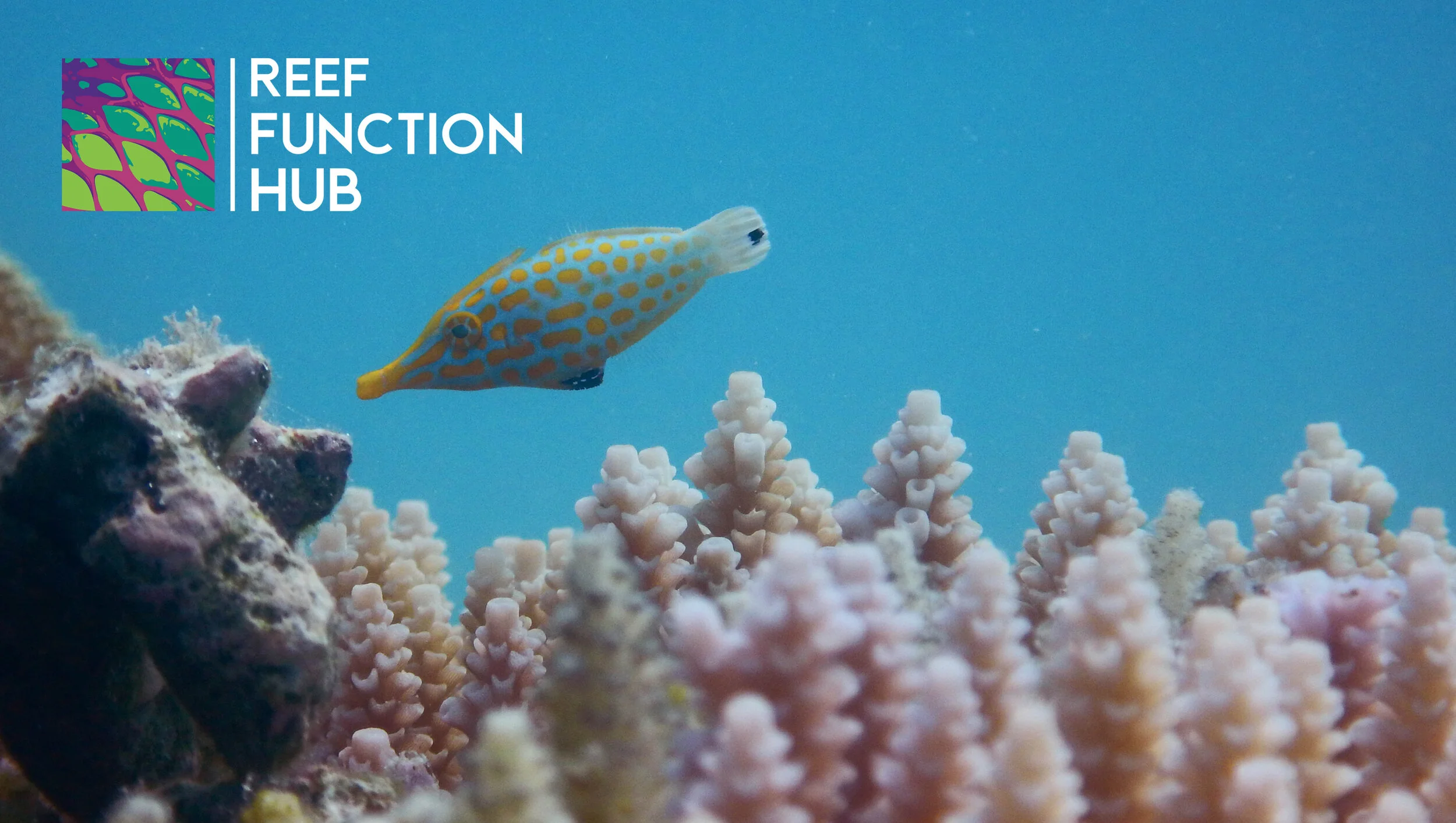 Home - Reef Function Hub