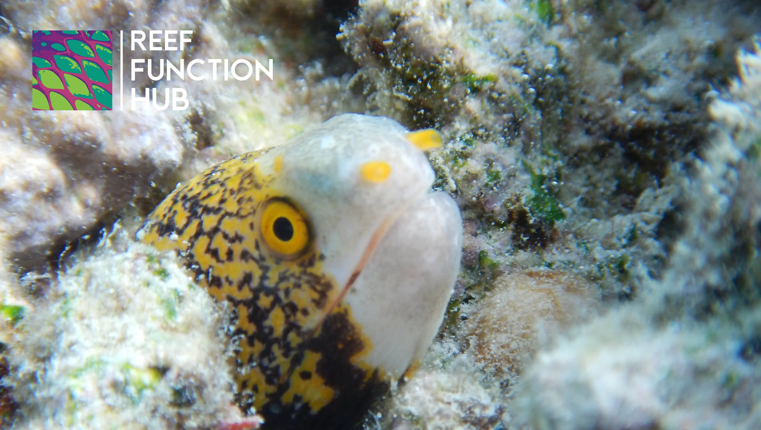Home - Reef Function Hub