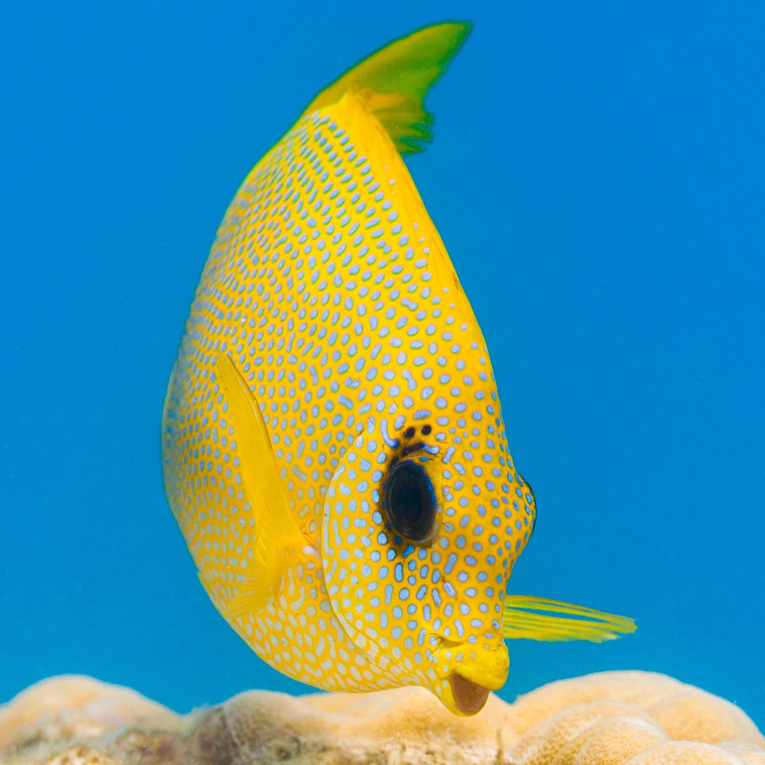 Home - Reef Function Hub