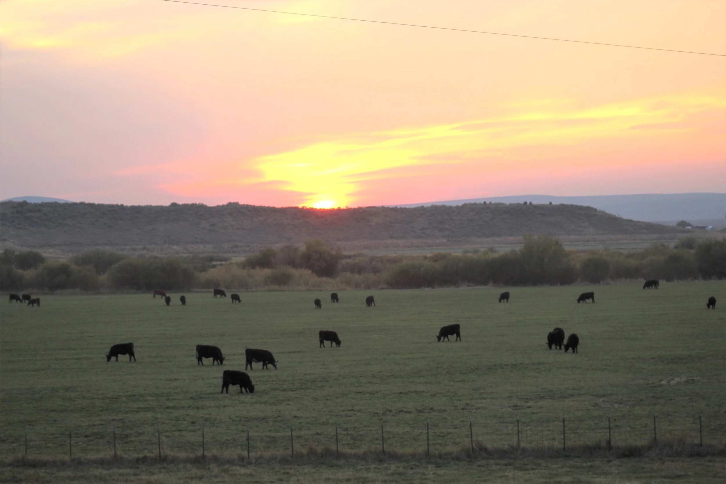 Slow grown ID Beef CSA - Bruce Ranch Beef - Southern Idaho