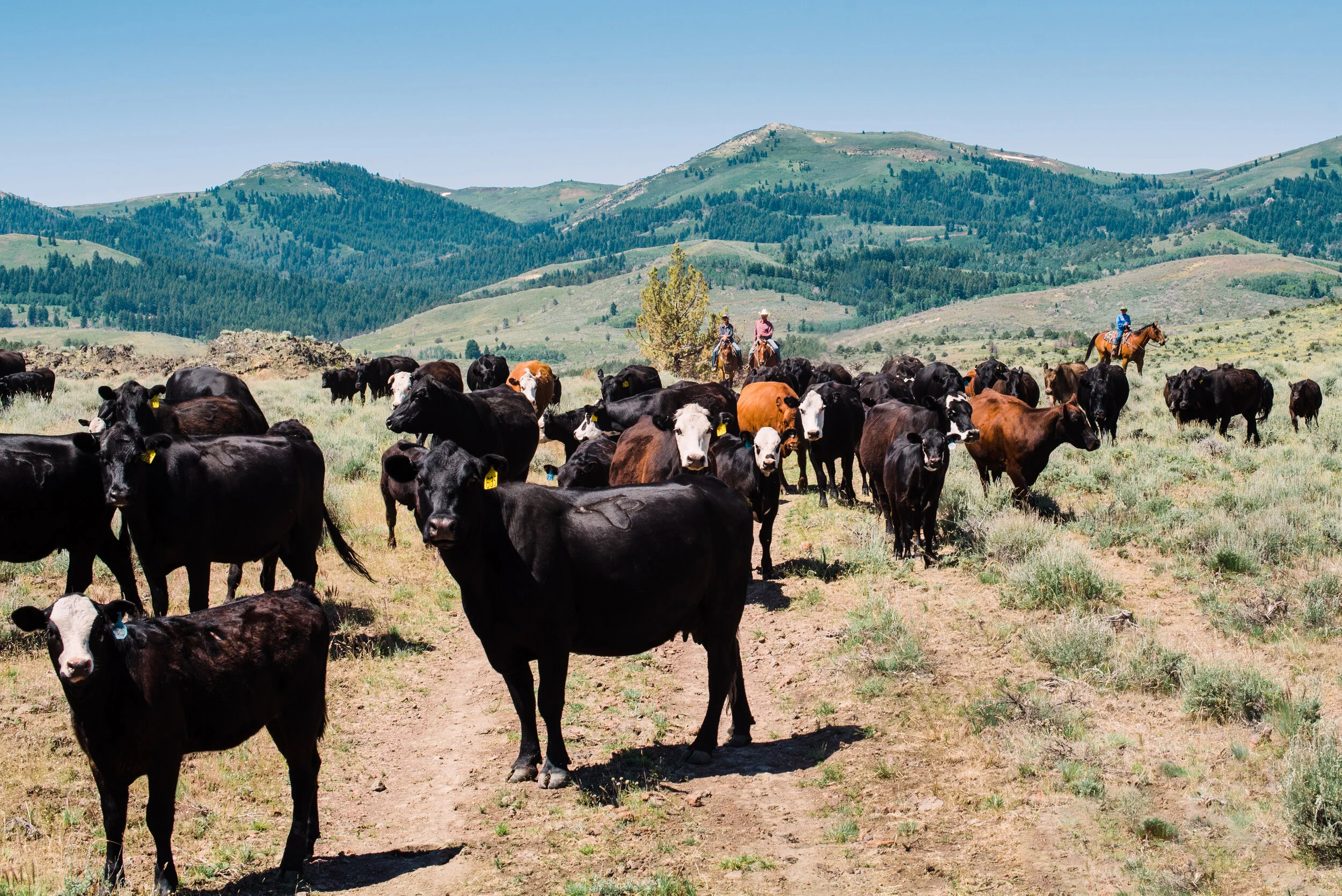 Grassfed Beef in Idaho | Quality Angus Beef | Bruce Ranch Beef CSA