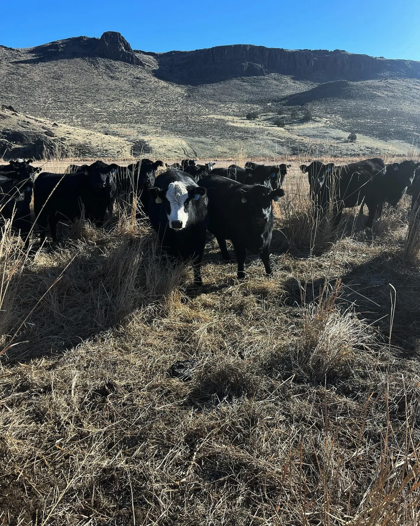 Customer Feedback April 2021 — Bruce Ranch Beef CSA