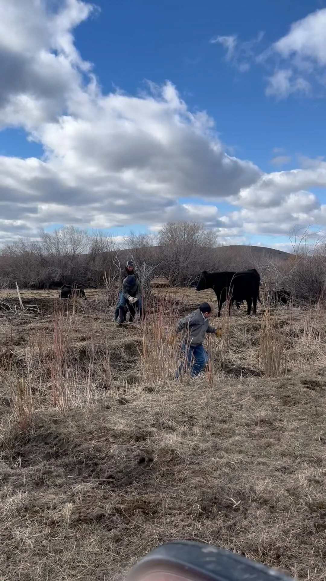Slow grown ID Beef CSA - Bruce Ranch Beef - Southern Idaho