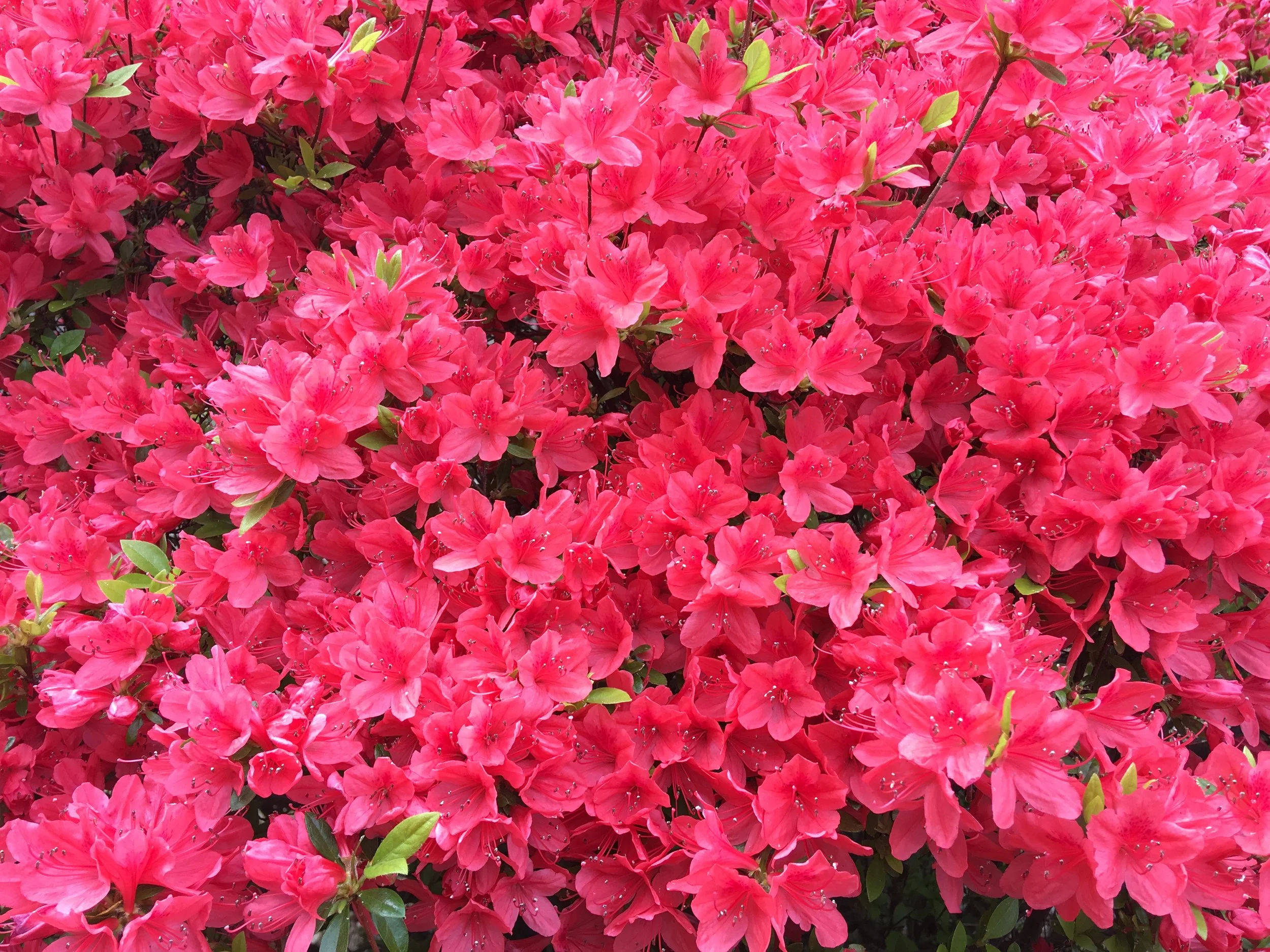 Kyoto’s Azaleas 2023 — Genji Kyoto