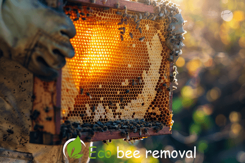 Urban Beekeeping Guide: Benefits, Practices, & Equipment.