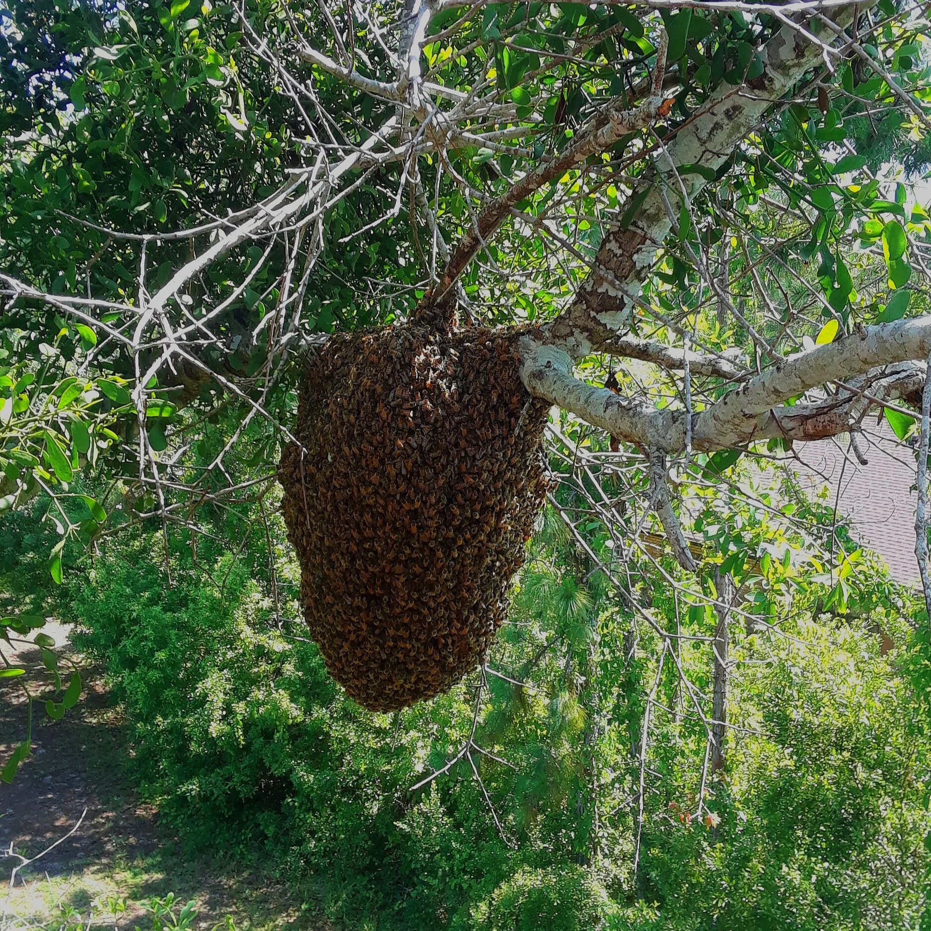 Identify your bees — Eco Bee Removal