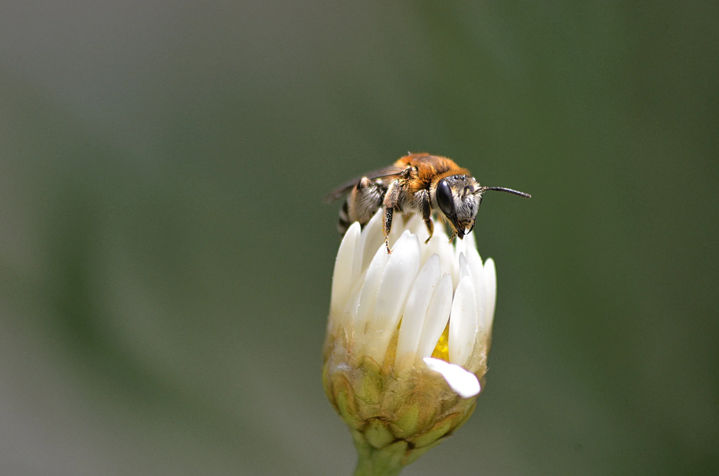 Eco Bee Removal Blog - Live Bee Removal & Relocation