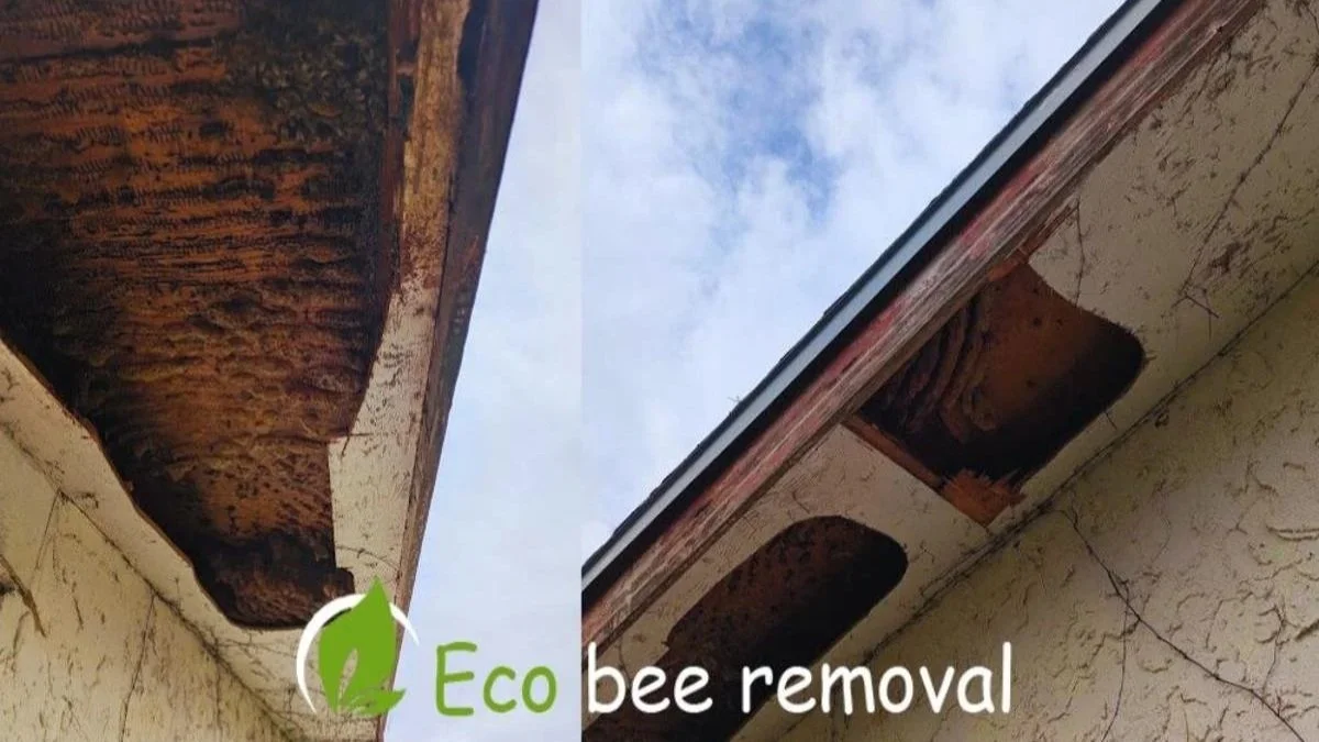 Bees in a Home| How Soffit and Roof Rafters Allow Hive
