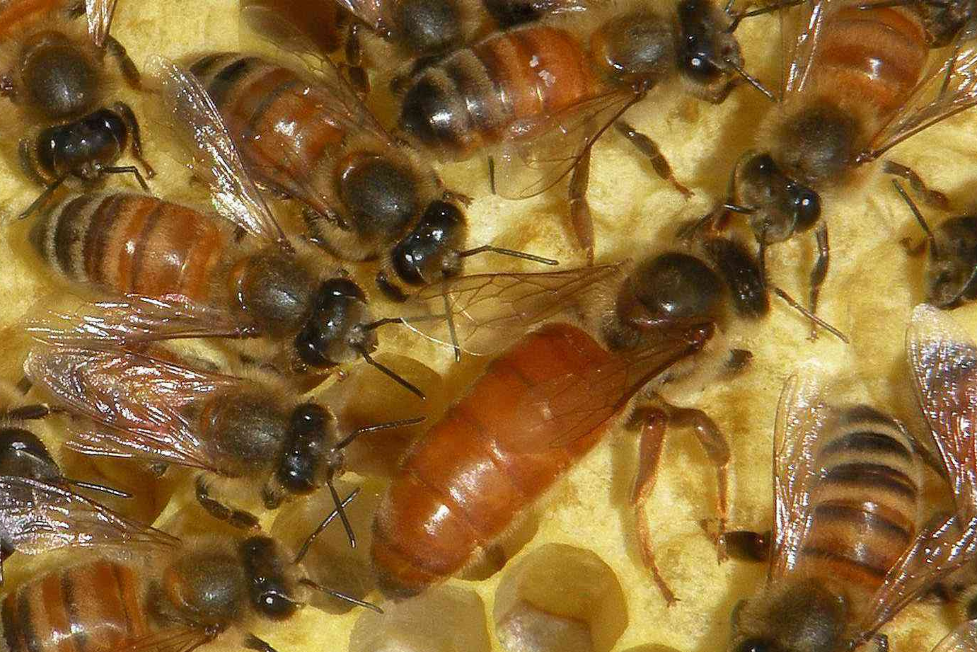 How Big Is A Queen Honey Bee