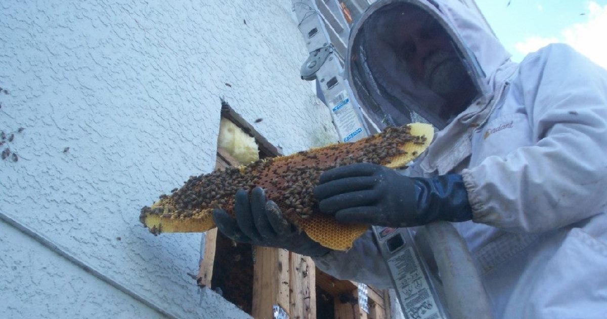 Eco Bee Removal Blog - Live Bee Removal & Relocation