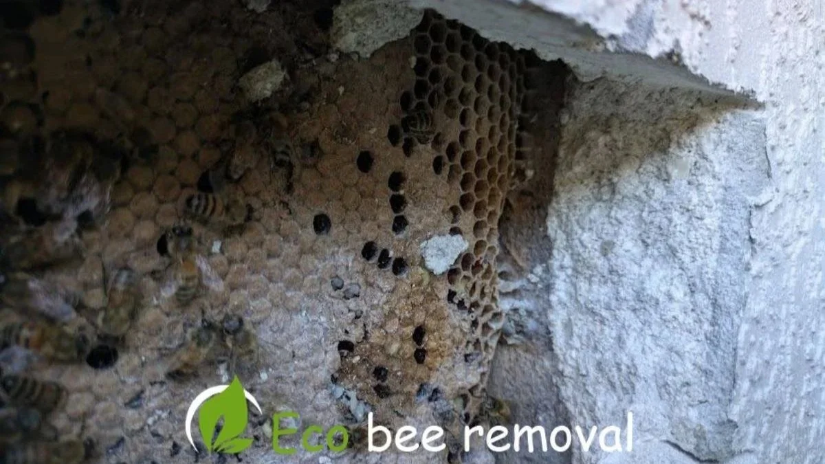 Why Bees Prefer Florida’s Softer Stucco Walls for Nesting.