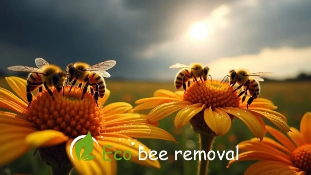 Bee Activity Changes Before & After Florida Thunderstorms.