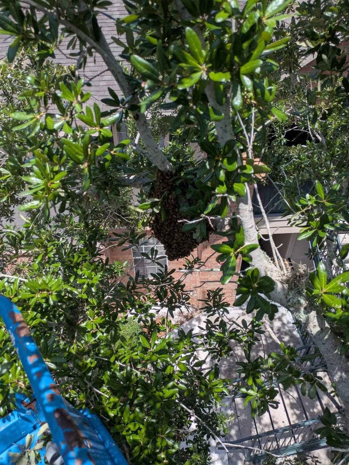 How Climate Change Is Affecting Bees in Florida | Eco Bee Removal.