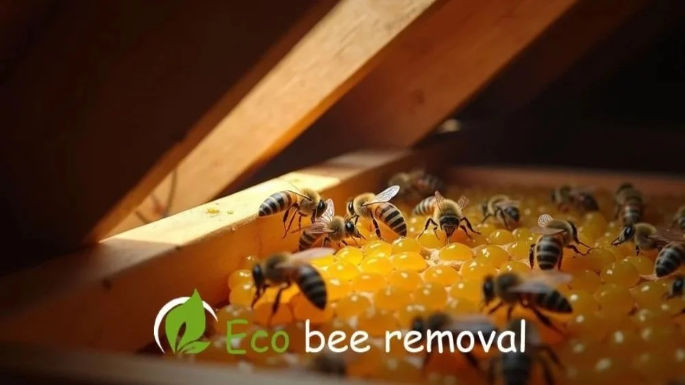 How Florida’s Humidity Impacts Bee Nesting Habits in Florida.