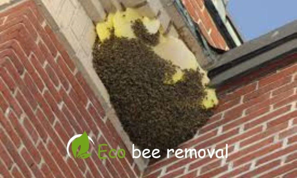 How to Protect Your Florida Home from Repeated Bee Infestations