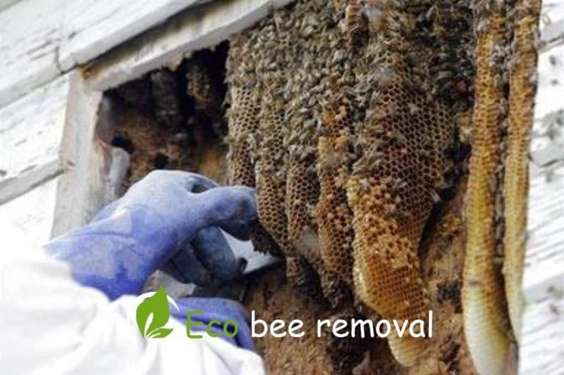 Bee tech certification