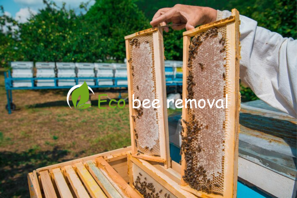 Urban Beekeeping Guide: Benefits, Practices, & Equipment.