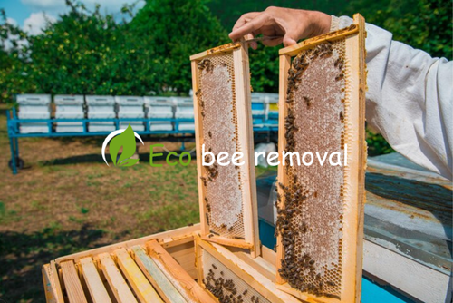 Urban Beekeeping Guide: Benefits, Practices, & Equipment.