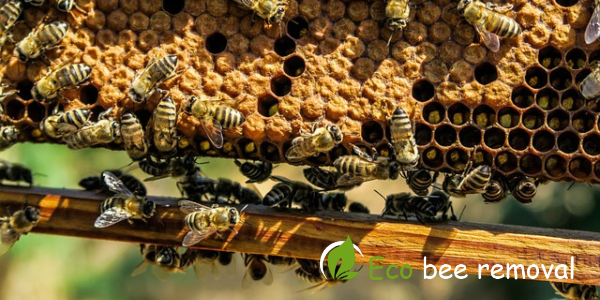 Live Bee Removal Methods of Without Killing Them