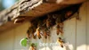 Florida’s Older Homes Become Easy Targets for Bee Infestations