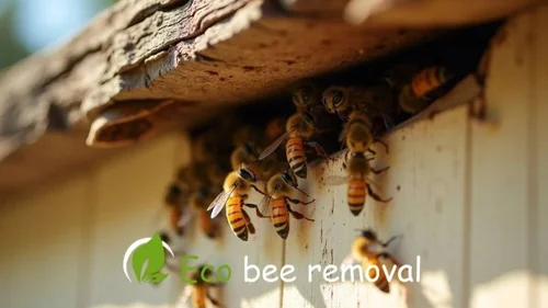 Florida’s Older Homes Become Easy Targets for Bee Infestations
