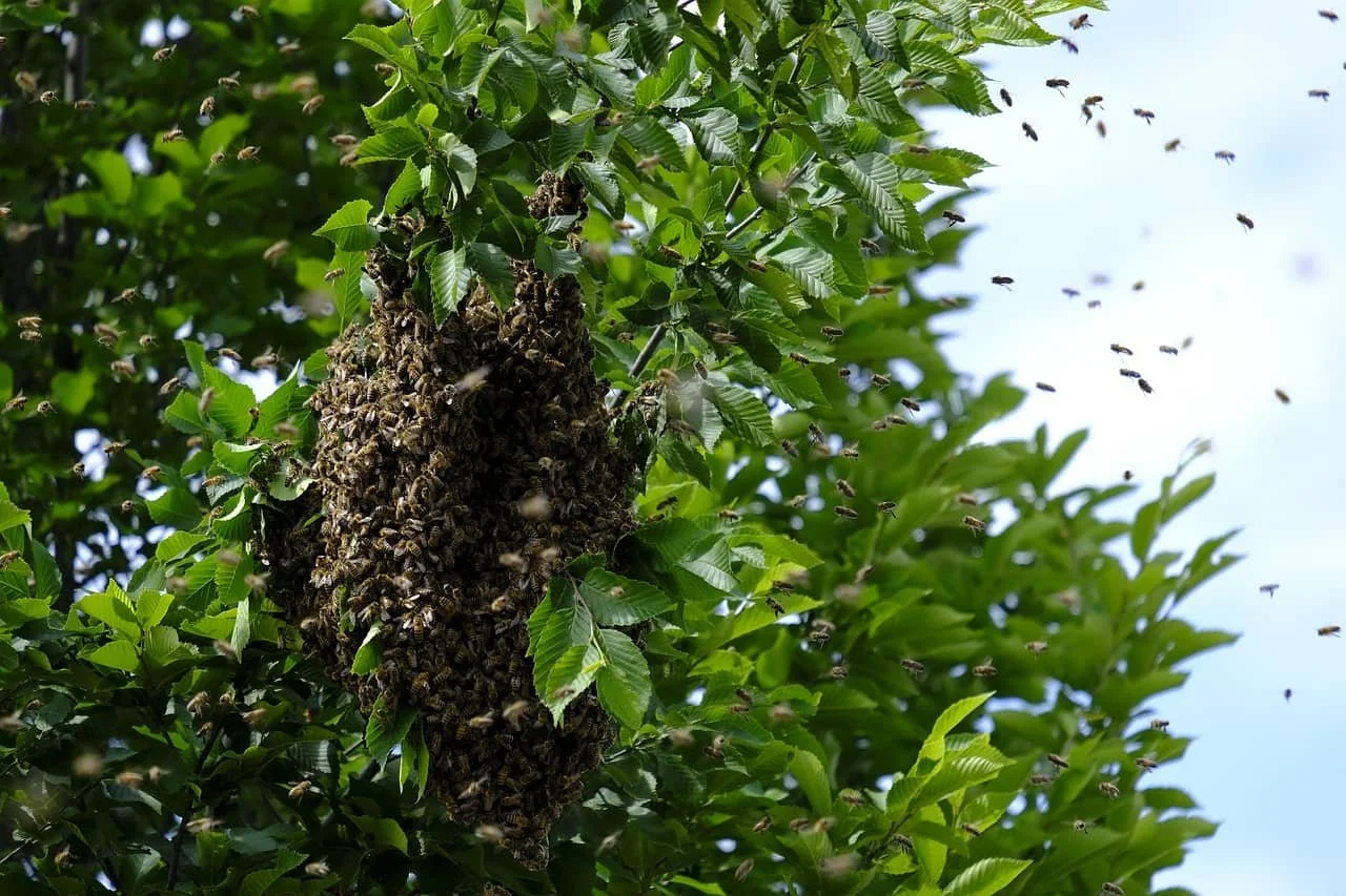 Why Live Bee Removal Is Better Than Killing Bees Safely.