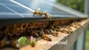 Why Solar Panels in Florida Are Becoming Bee Hive Hotspots