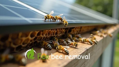 Why Solar Panels in Florida Are Becoming Bee Hive Hotspots