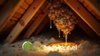 Why Honey Melts in Attics During Summer | Bee Removal Experts