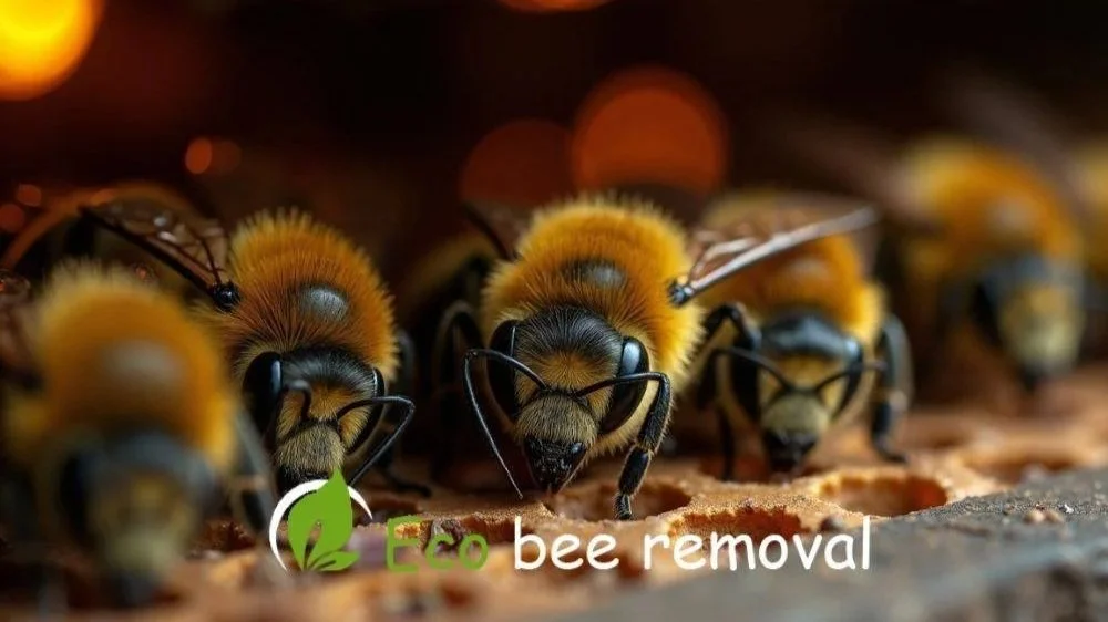 Nighttime Bee Activity & Light Pollution Effects in Florida.