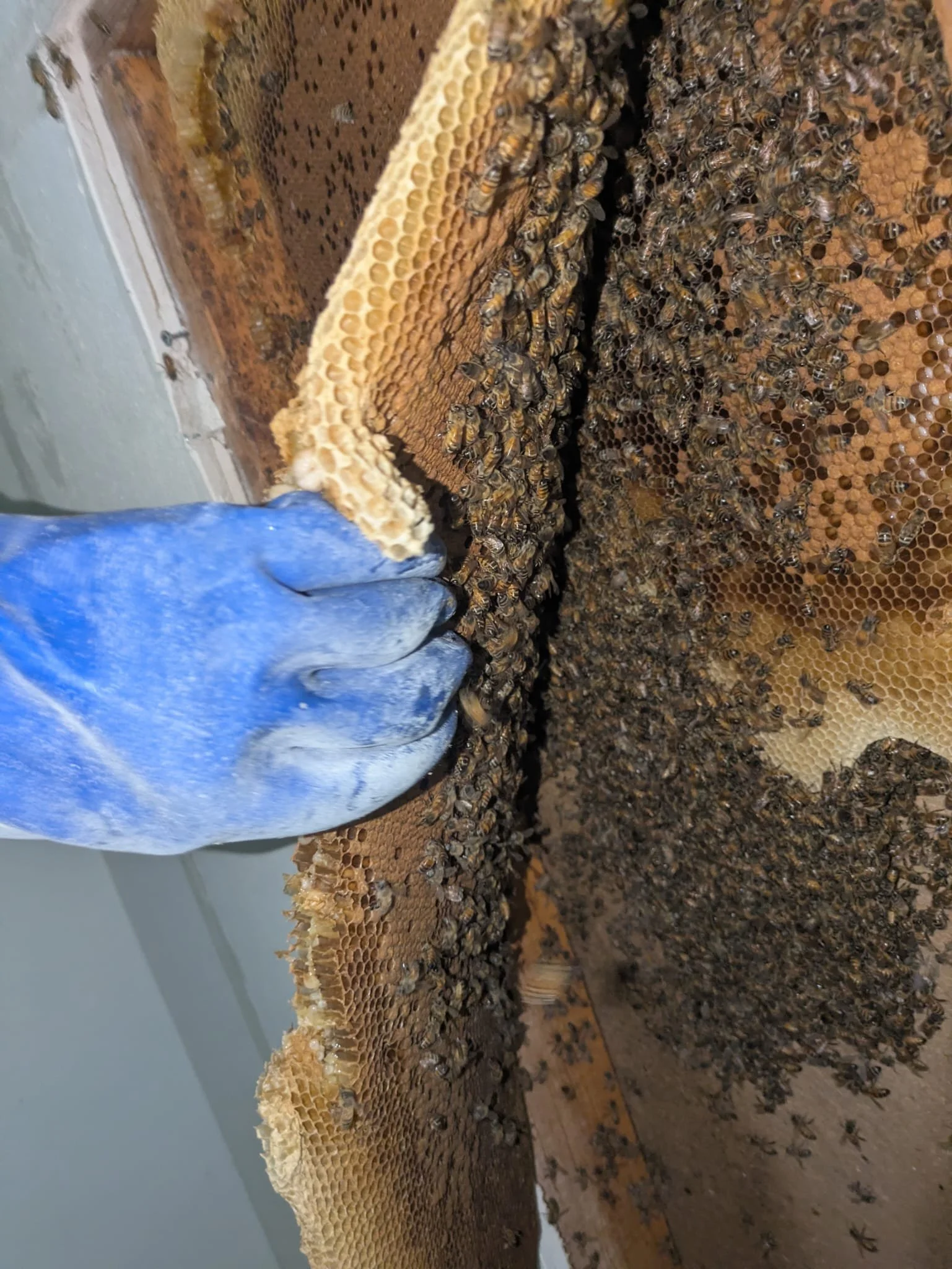 Florida Bee Season: Swarm Time & Monthly Activity Guide