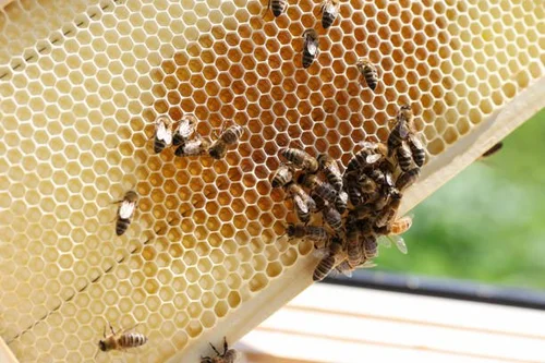 The Process of Honey Production: A Step-by-Step Guide