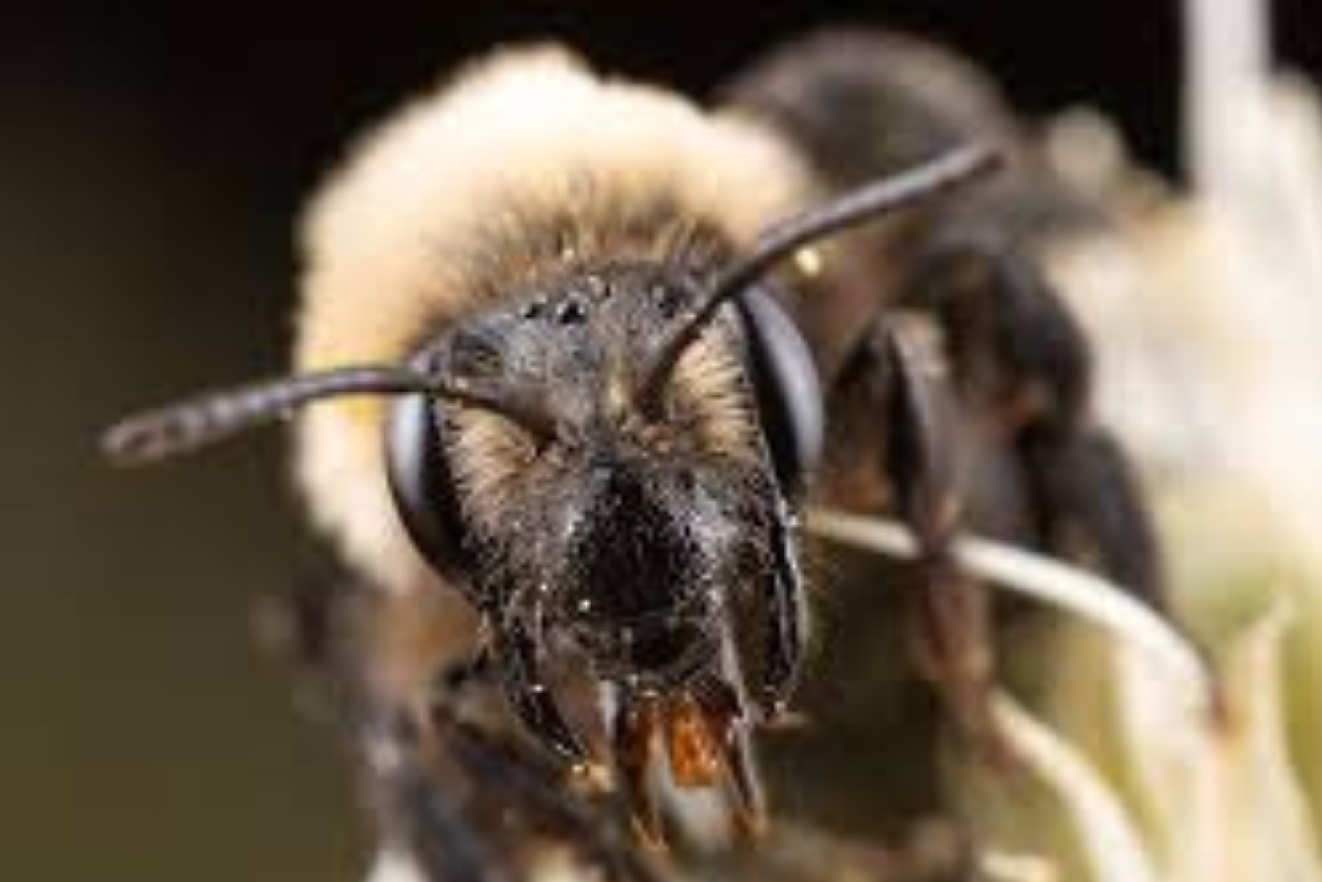 Aggression in Bees: Identifying Behaviors & Prevention Tips