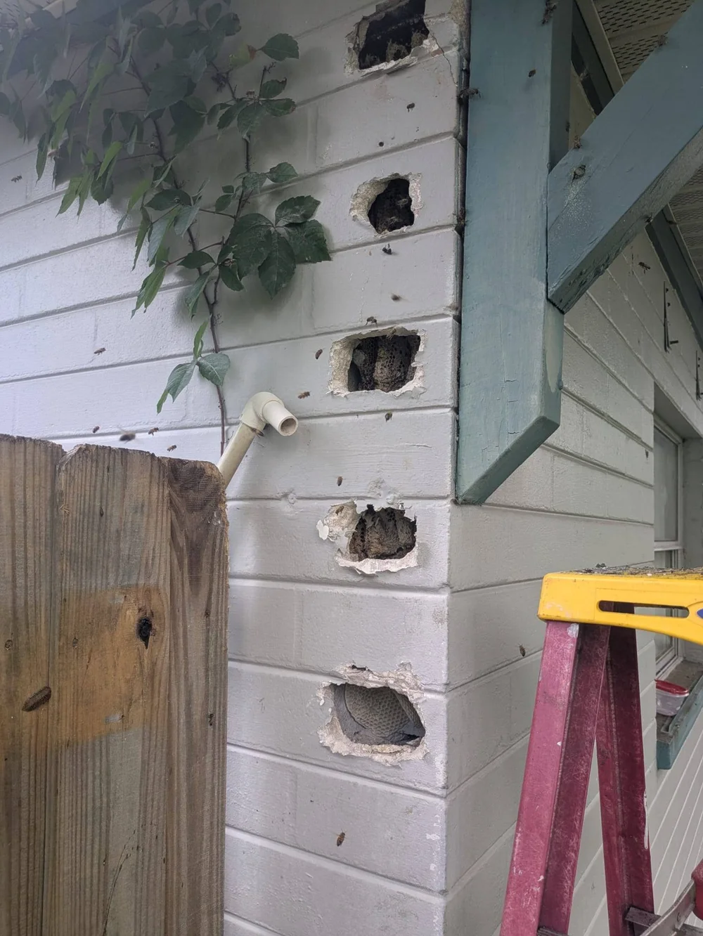 5 Signs of a Hidden Beehive in Your Wall | Eco Bee Removal.