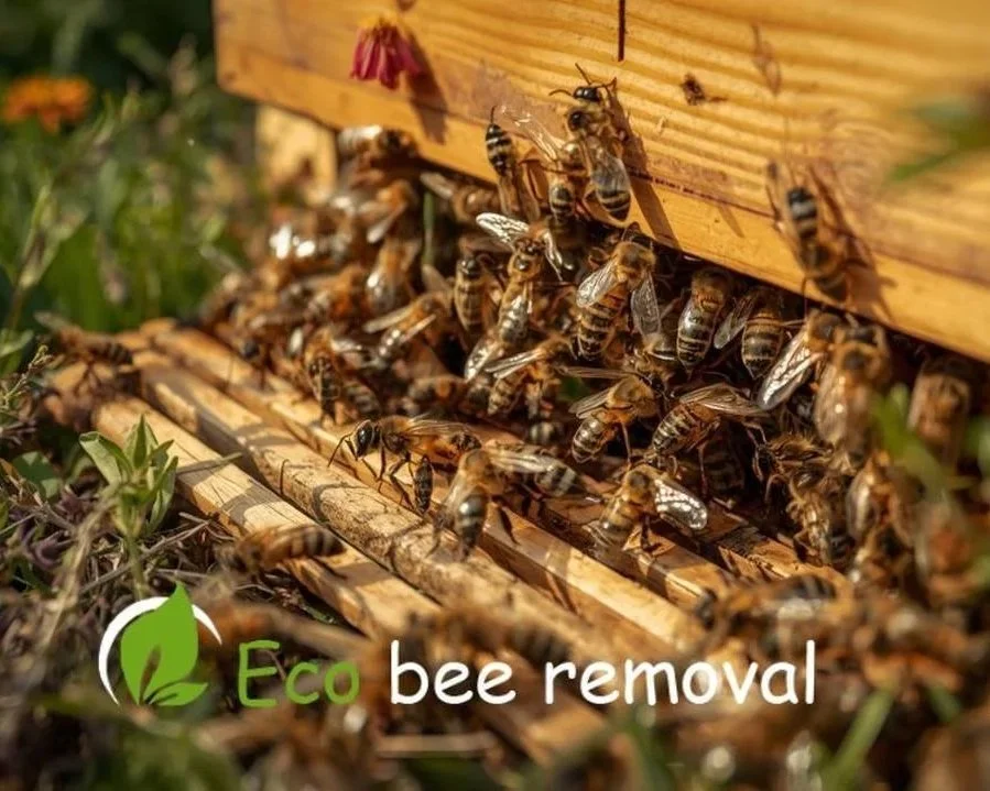 How Bees Communicate During Safe Colony Relocation